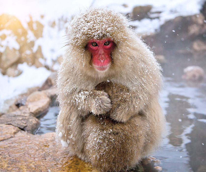 Discover Japan | Japan Tour | Wendy Wu Tours